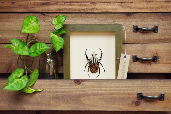 Green Beetle Shop - Handcrafted Insect Displays | StyleChicago.com