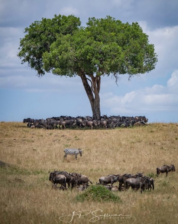 JP Sullivan Photography - Capturing Special Moments in Time